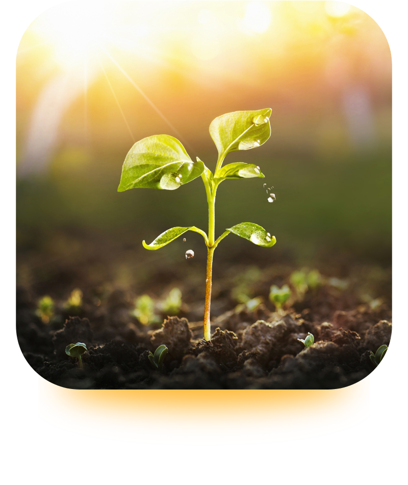 Apply to Global LT's Greenhouse Program